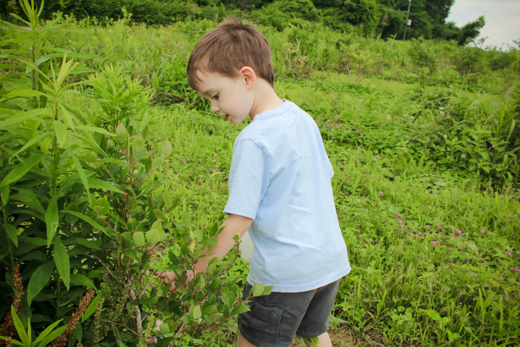 Best Berry U-Pick Farms in Cincy - Cincinnati Parent