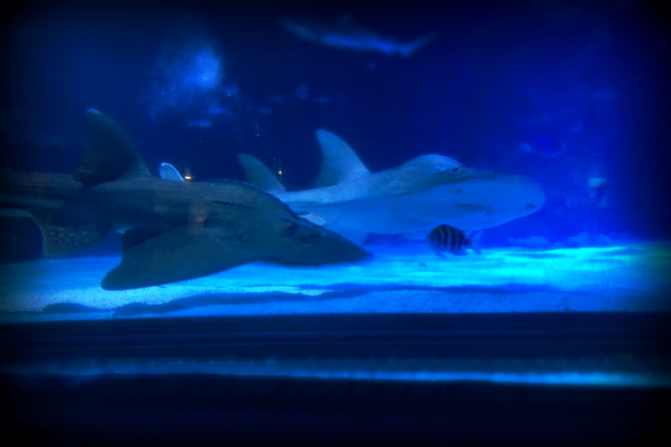 A First-Timer's Guide to the Newport Aquarium - Southwest Ohio Parent ...