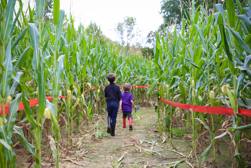 10 reasons your family must visit Fall on the Farm at Blooms and ...