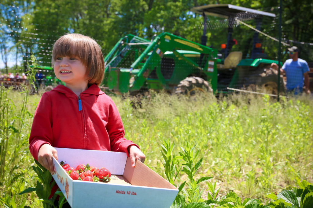 Where to Find U-Pick Berries near Cincinnati {2026}