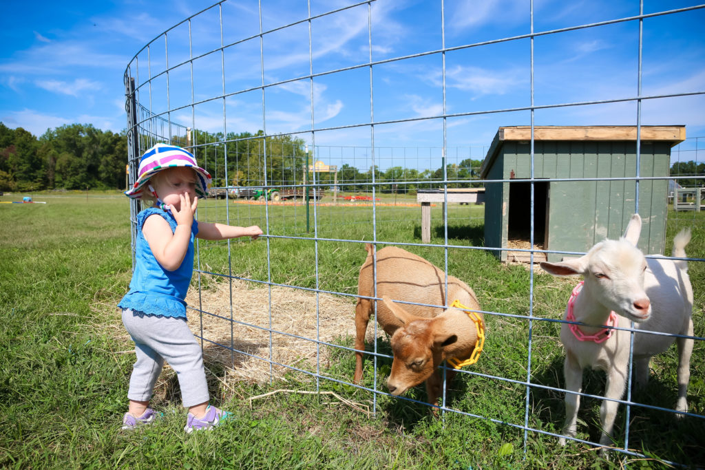 10 reasons your family must visit Fall on the Farm at Blooms and ...