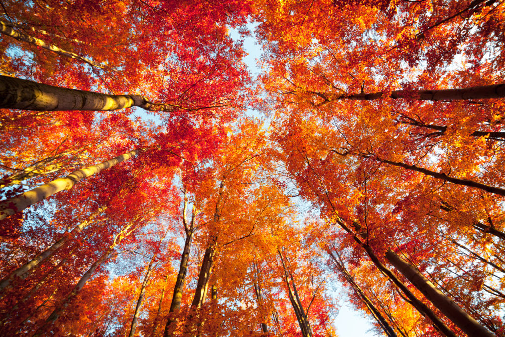One-Tank Trips for Ultimate Fall Foliage Viewing around Cincinnati
