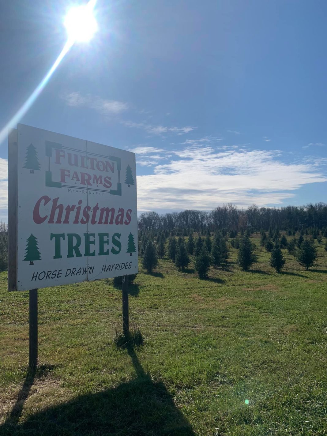 Guide to Christmas Tree Farms Around Dayton