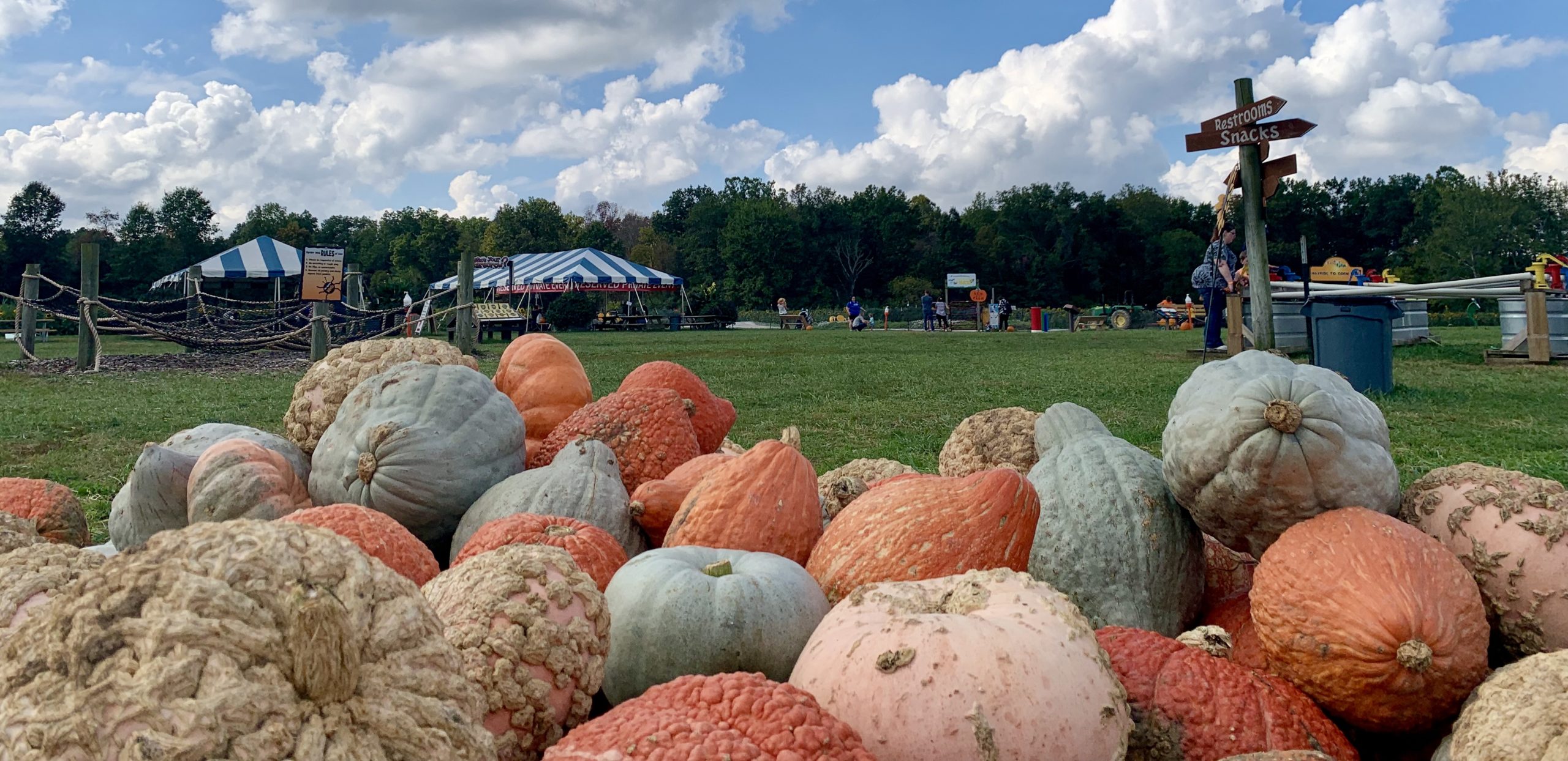 Blooms and Berries Fall on the Farm