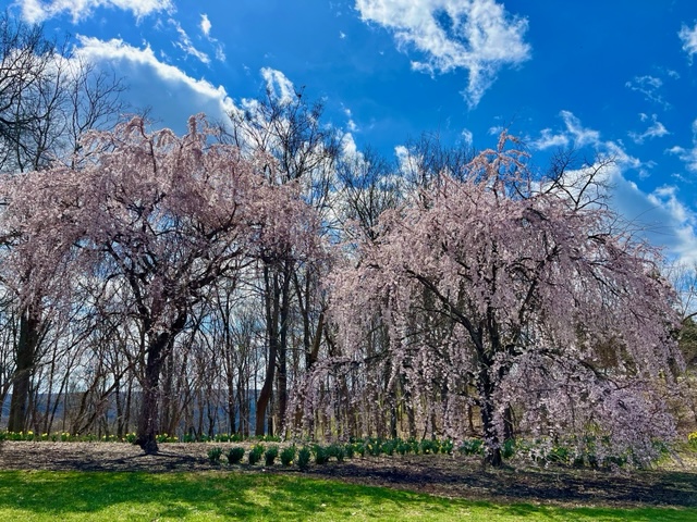 It's peak time to visit the Weeping Cherry Tree Blossoms at Ault Park ...