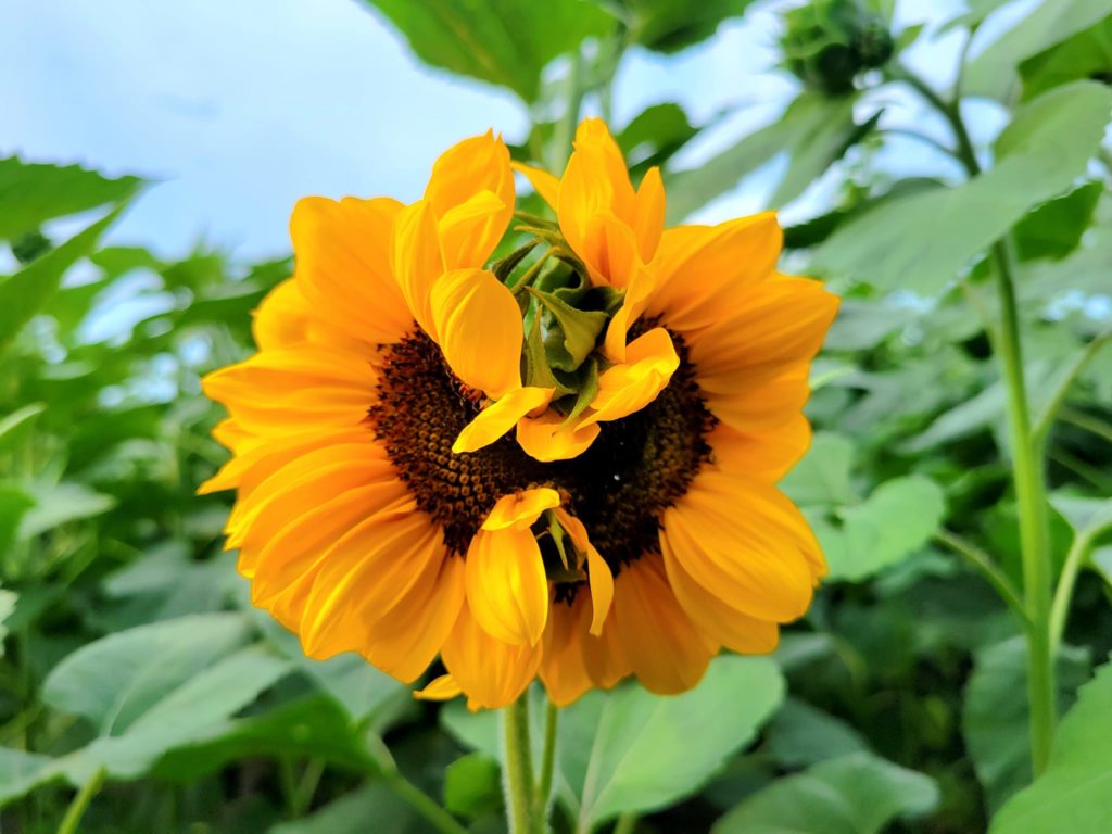 Sunflower Fields Worth the Drive - Southwest Ohio Parent Magazine