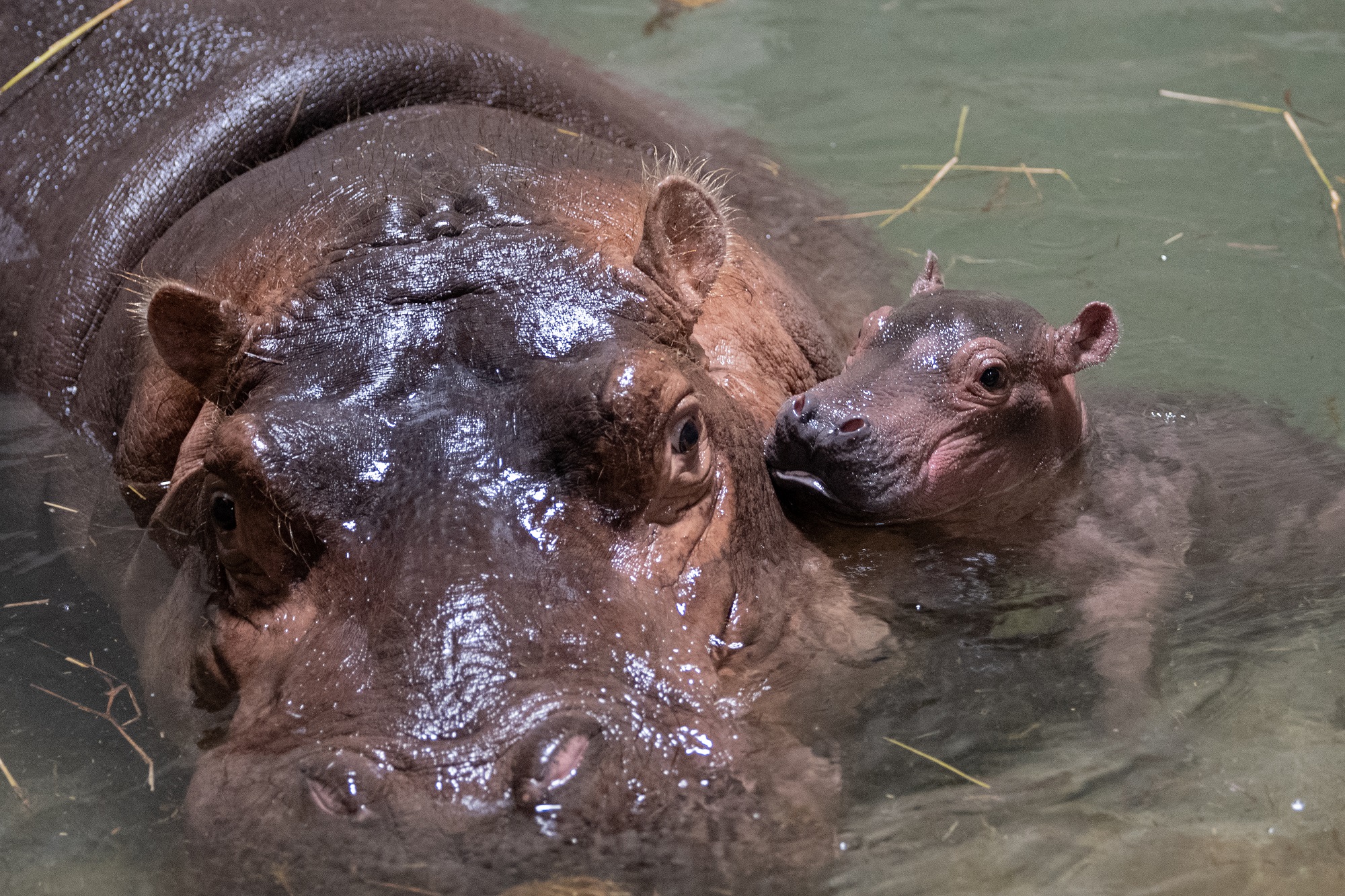 A Much Loved Baby Hippo BOY at the Cincinnati Zoo! - Southwest Ohio ...