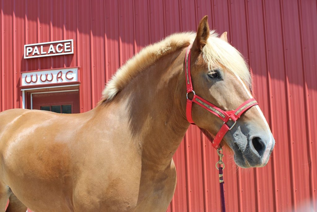 New Holidays on the Farm at Great Parks Parky's Farm - Southwest Ohio ...