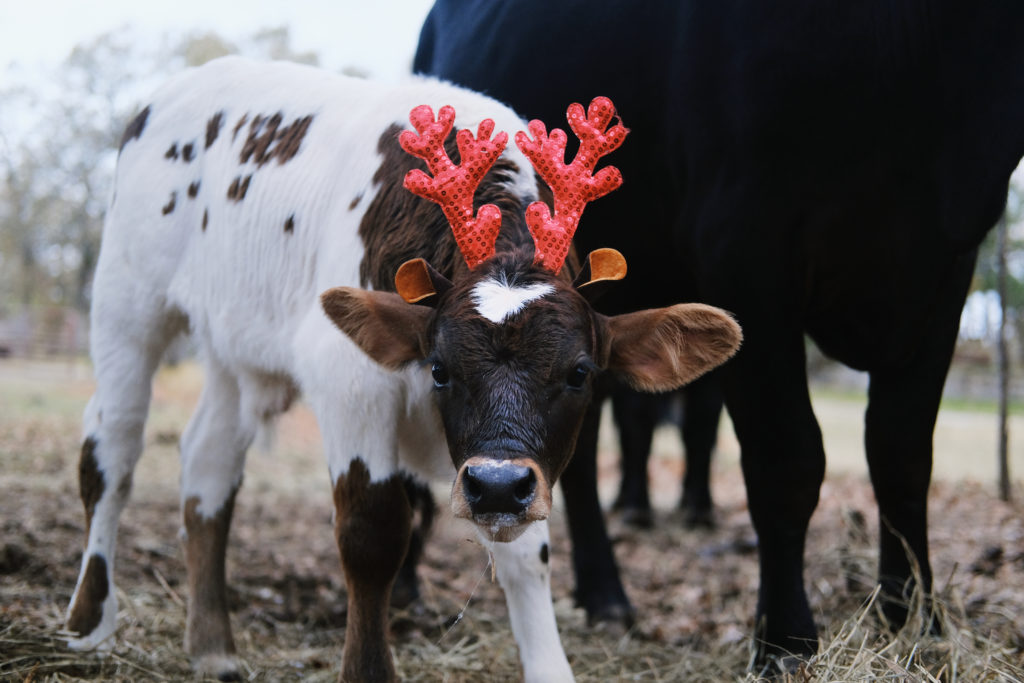 New Holidays on the Farm at Great Parks Parky's Farm - Southwest Ohio ...