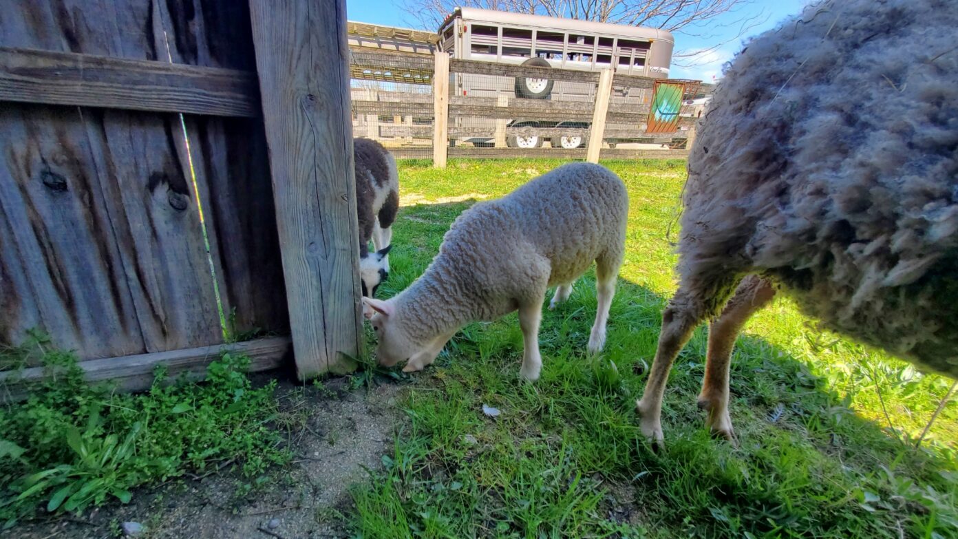 New Babies at Parky's Farm for Mother's Day! - Southwest Ohio Parent ...