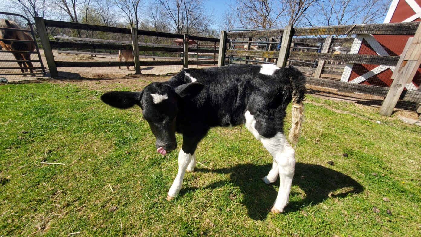 New Babies at Parky's Farm for Mother's Day! - Southwest Ohio Parent ...
