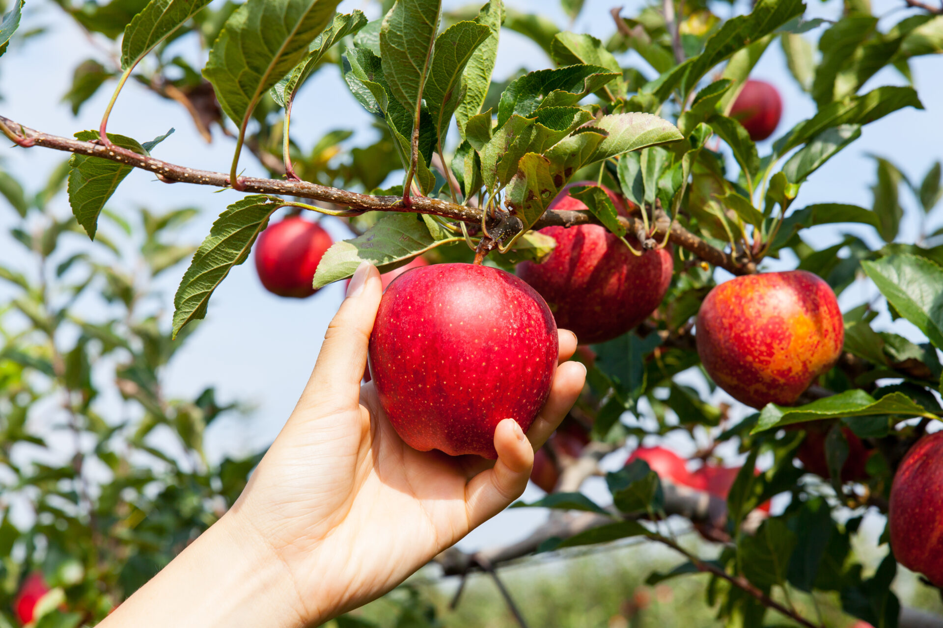 Best Apple Orchards Near Dayton - Southwest Ohio Parent Magazine