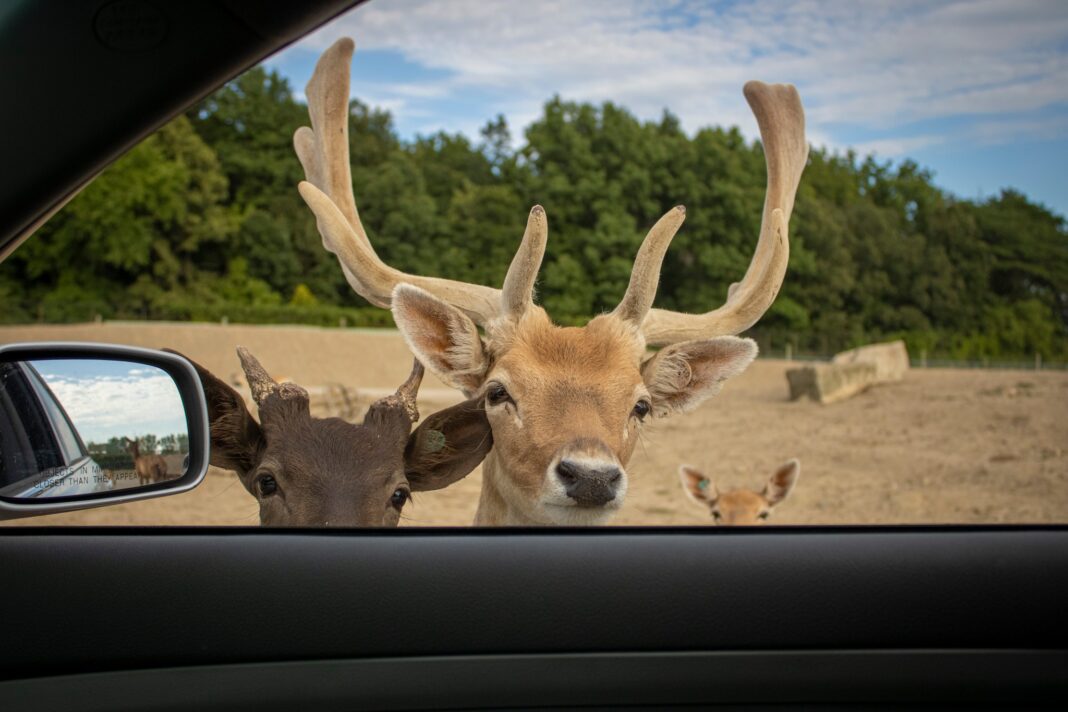 Unique Animal Encounters Near Cincinnati & Dayton - Southwest Ohio ...