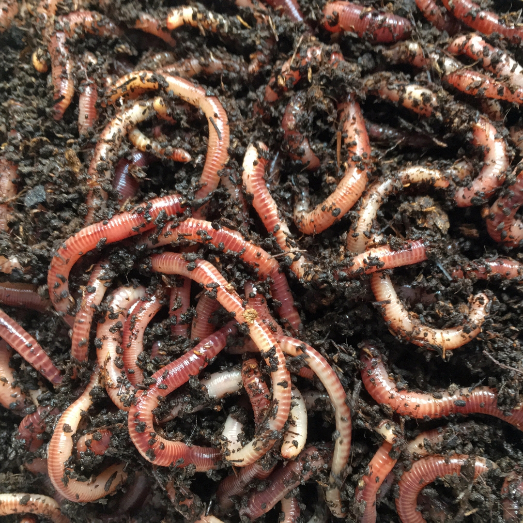 Critters and Crumbs: The World of Worms - Southwest Ohio Parent Magazine