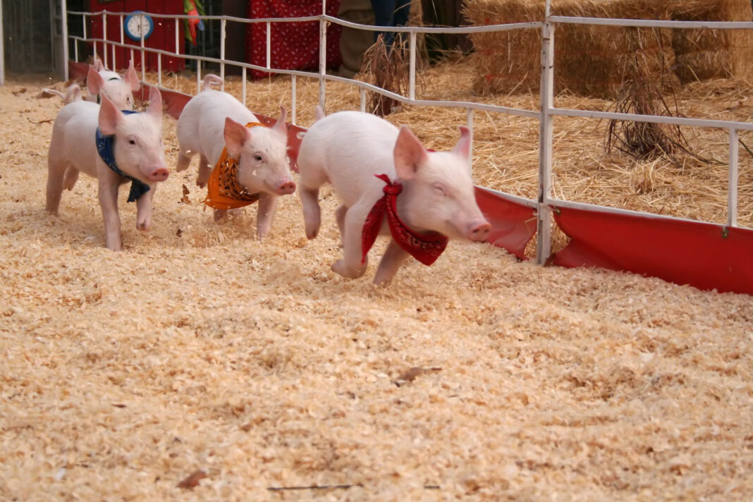 The Ultimate Guide to Southwest Ohio County Fairs - Southwest Ohio ...