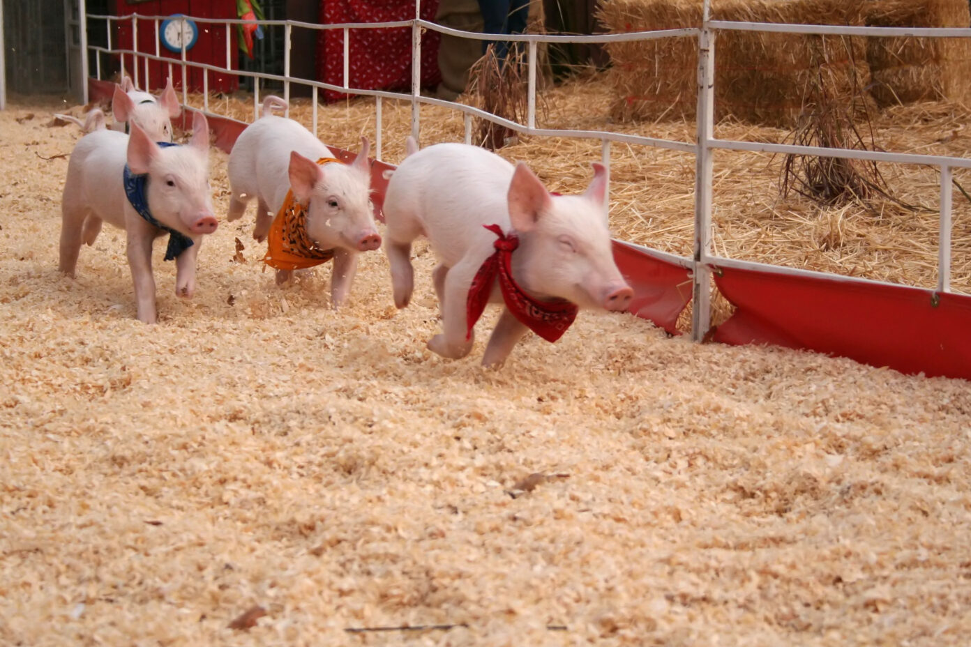 The Ultimate Guide to Southwest Ohio County Fairs - Southwest Ohio ...