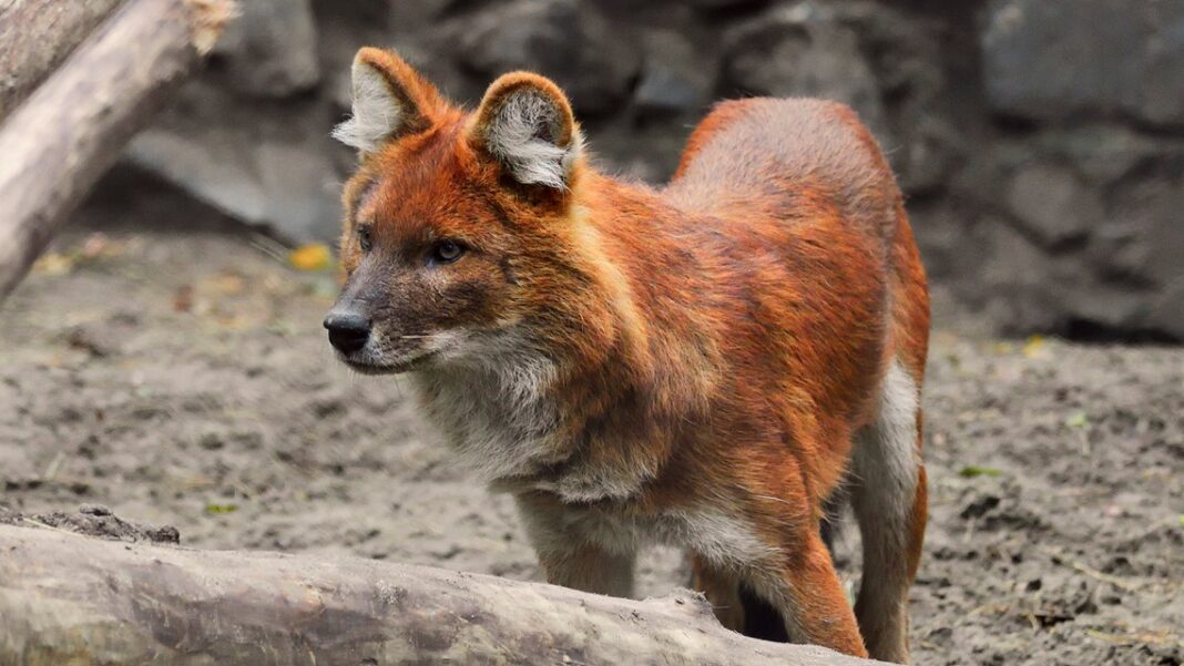 Red Wolf Sanctuary in Rising Sun, IN - Southwest Ohio Parent Magazine