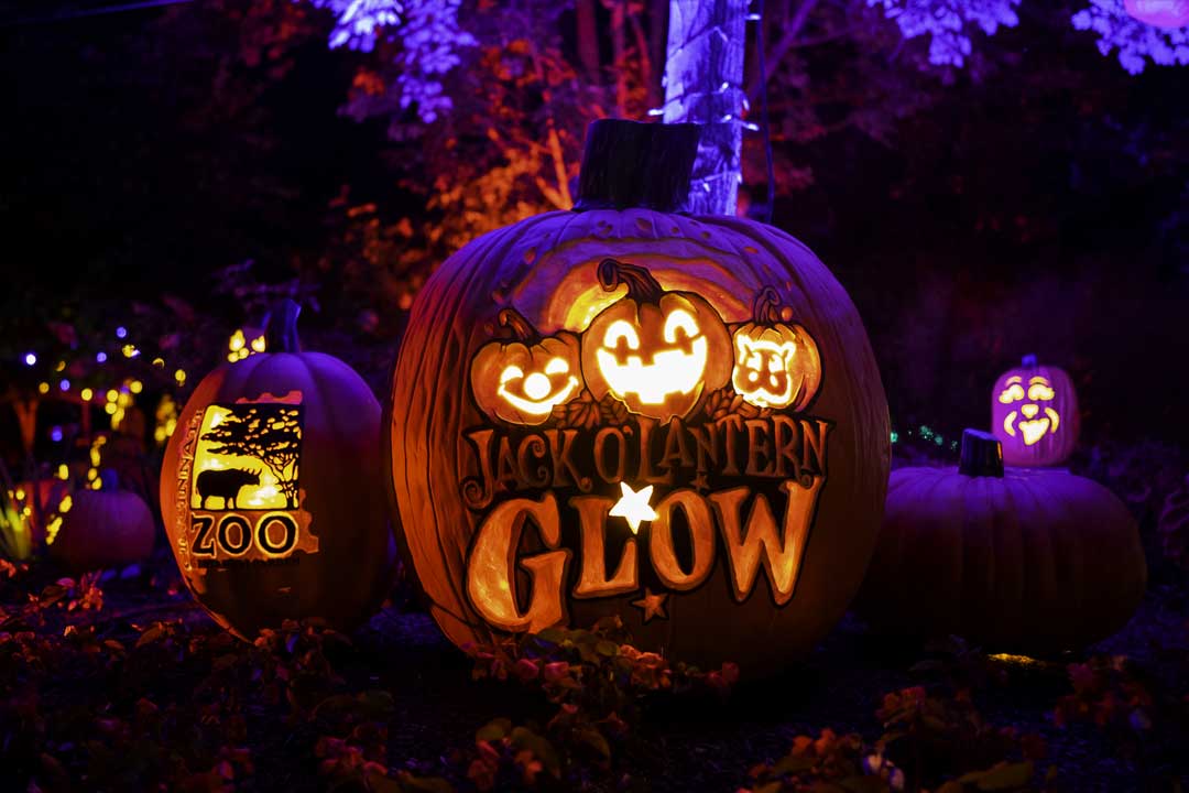 Jack O’Lantern Glow 2025 at the Cincinnati Zoo
