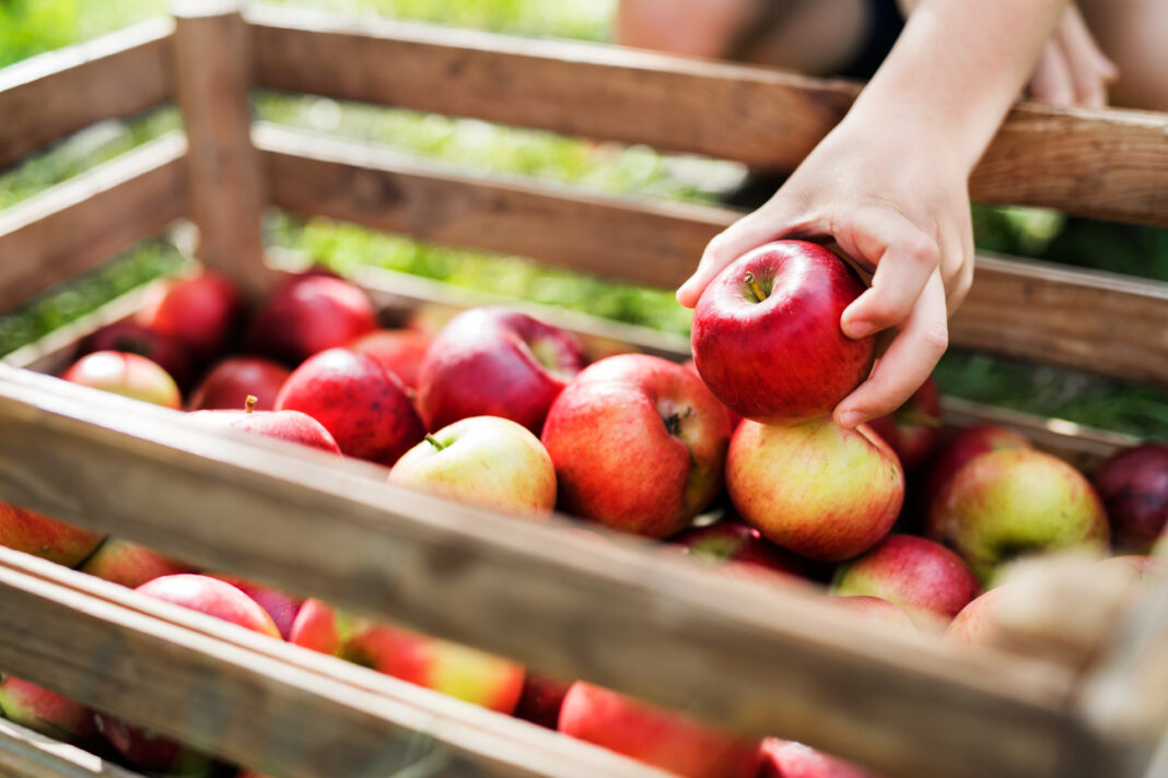 Best Apple Orchards Near Cincinnati - Southwest Ohio Parent Magazine