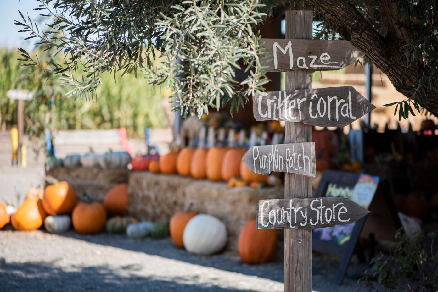 Top Free Fall Festivals Around Cincinnati & Dayton - Southwest Ohio ...